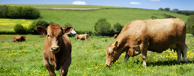 Accelerated Genetics - Wipfli