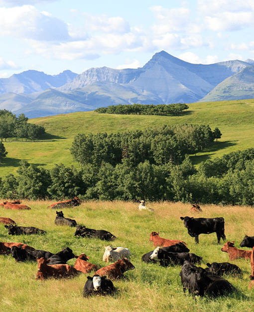 Business transition strategy for Robert E. Lee Ranch Company | Wipfli